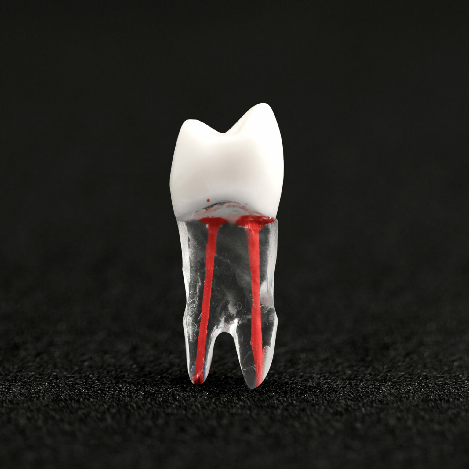 KEDO UPPER PREMOLAR MODEL - Kedofiles.com